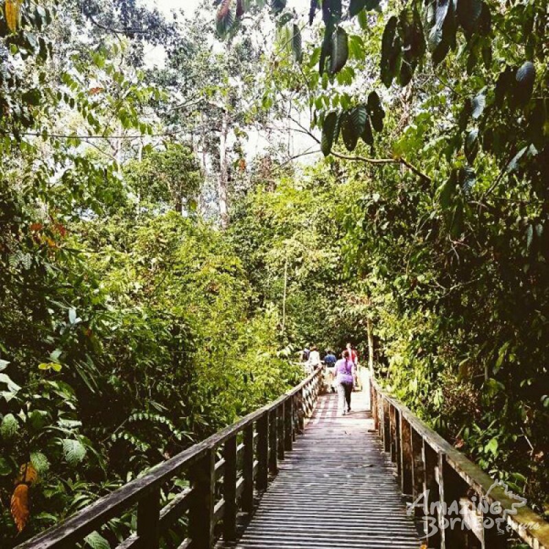 A Sepilok Encounter | Travelogue - Amazing Borneo Tours